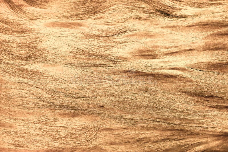 Abstract fibrous texture stock photo. Image of stringy - 2520448