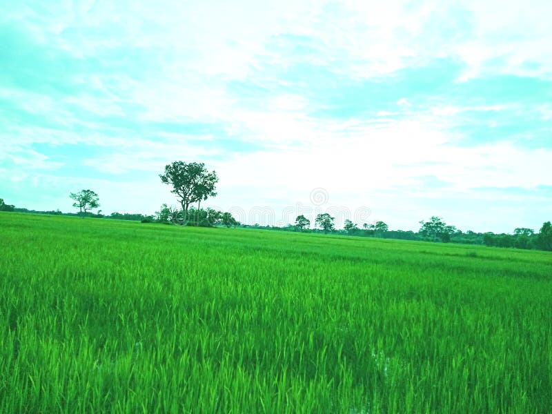 Abstract, Fields, Wide Fields, Green, Beautiful, with Trees and Bright ...