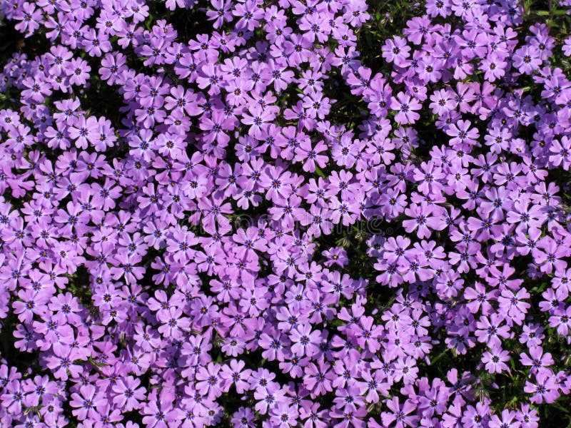 Abstract Fill-in Background of Fresh Flowers Stock Photo - Image of ...