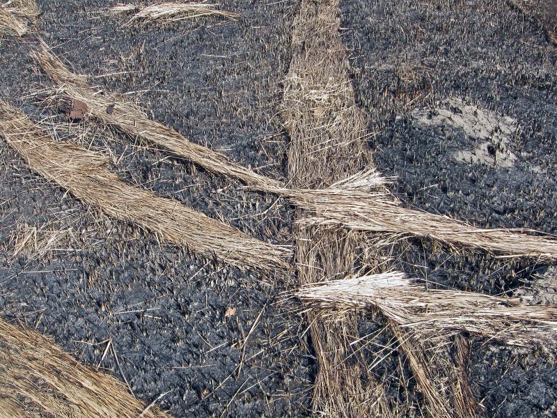 Abstract Fired Hay on the Ground, Environment, Stock Image - Image of ...