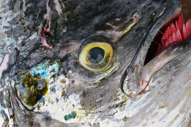 Abstract fish stock photo. Image of dead, head, fifh - 13106038