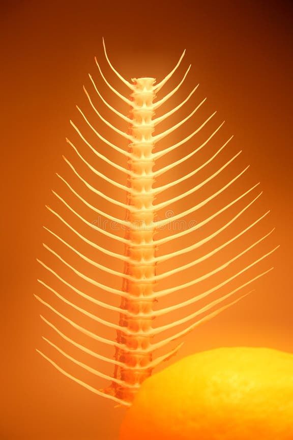 Abstract Fishbone Still-life Stock Photo - Image of fish, details: 38682