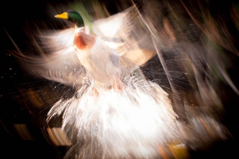 Swoopin stock image. Image of nature, mammals, movement - 3847801