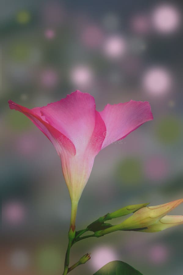 Abstract Floral Design of Single Bloom with Buds Stock Photo - Image of ...