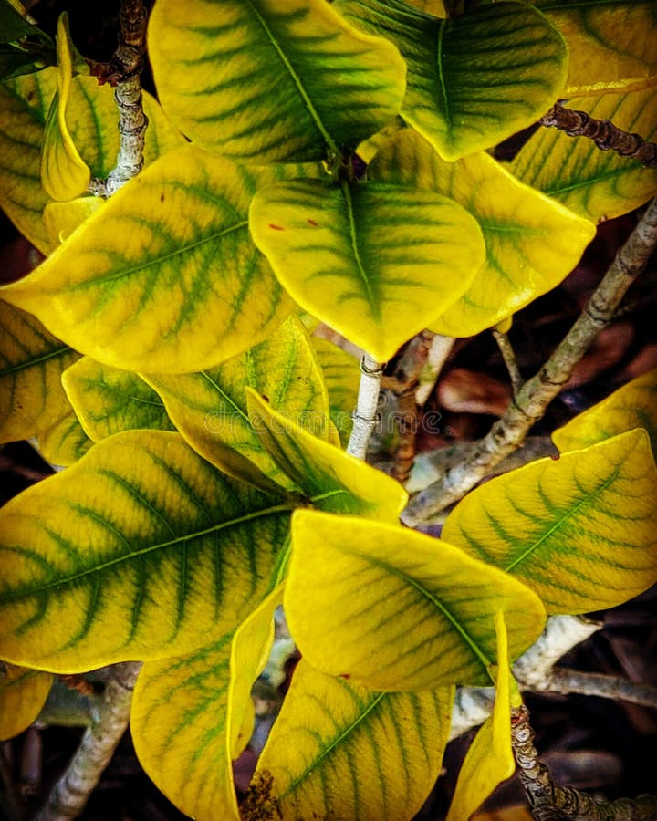 Abstract Florida Foliage and Native Plants Stock Image - Image of food ...