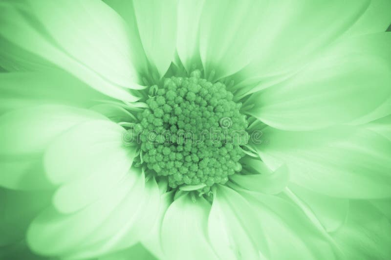 Flower Abstract stock image. Image of life, green, beauty - 4421765
