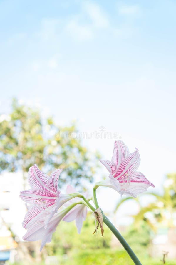 Abstract Flower Background, Flower Fresh Color in Morning Stock Photo ...