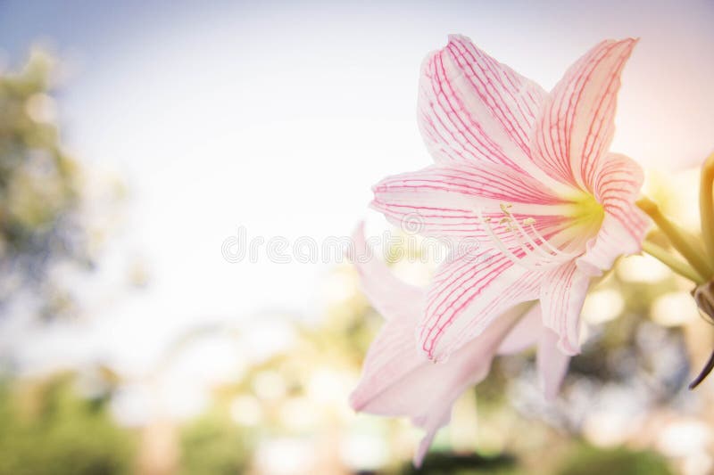 Abstract Flower Background, Flower Fresh Color in Morning Stock Photo ...