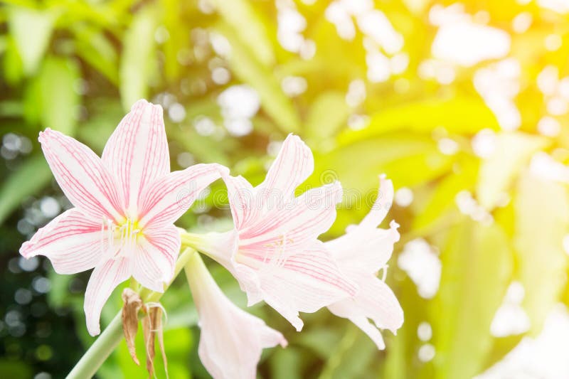 Abstract Flower Background, Flower Fresh Color in Morning Stock Photo ...