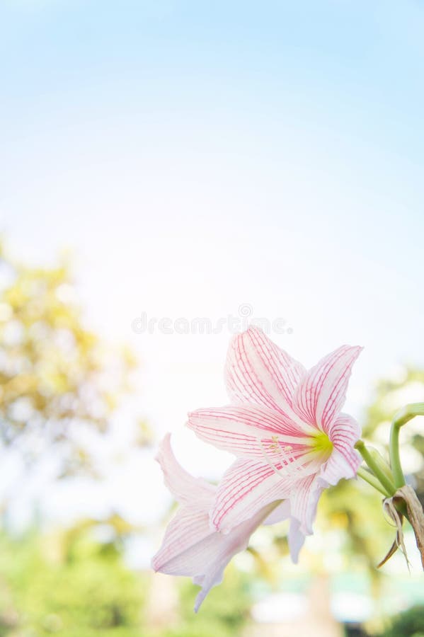 Abstract Flower Background, Flower Fresh Color in Morning Stock Image ...