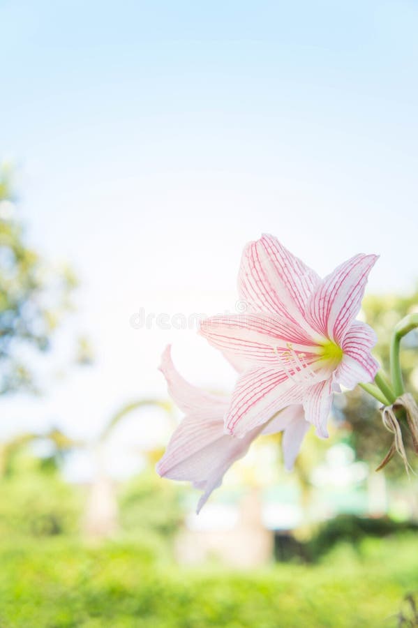Abstract Flower Background, Flower Fresh Color in Morning Stock Image ...