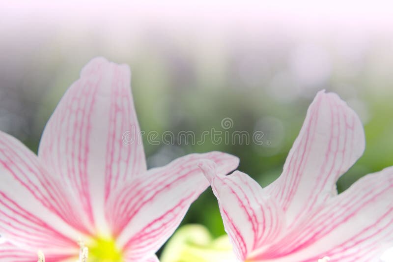Abstract Flower Background, Flower Fresh Color in Morning Stock Photo ...