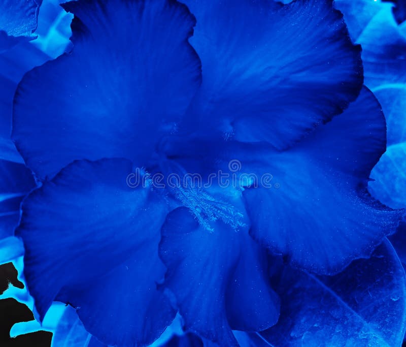 Abstract Flower Dark Blue One Beautiful Bloom Blur Dark Background ...