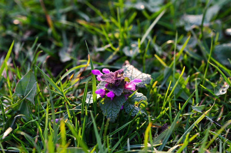 Abstract flower stock photo. Image of repetitive, plants - 39072478