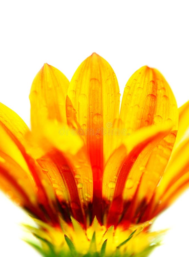 Abstract flower petals stock image. Image of life, head - 19798683