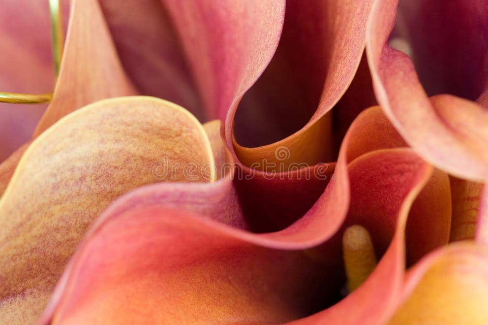 Abstract Flower petals stock image. Image of unique, design - 4973599
