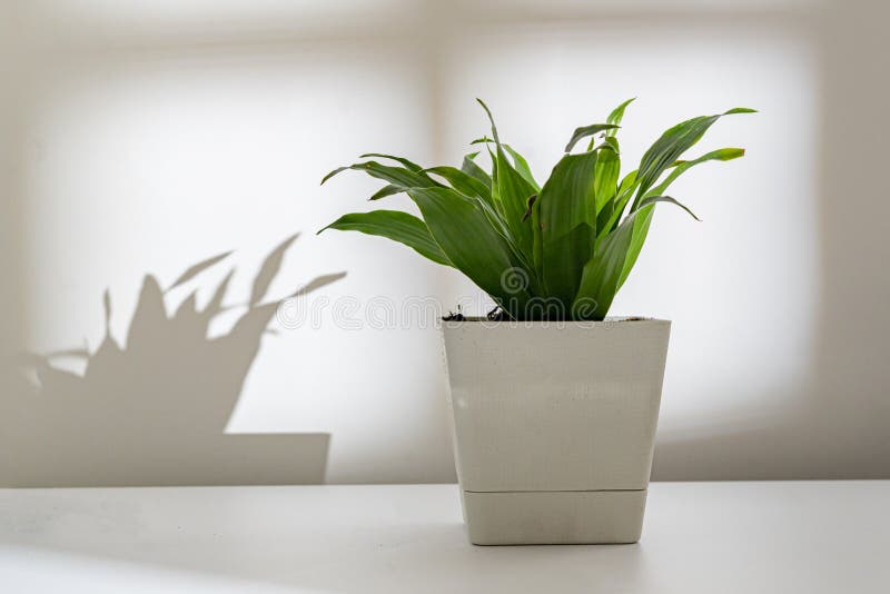 Abstract Flower Pot Against the Wall with a Harsh Shadow Stock Photo ...