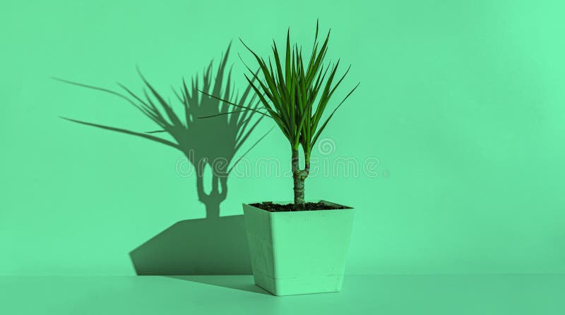 Abstract Flower Pot Against the Wall with a Harsh Shadow Stock Image ...