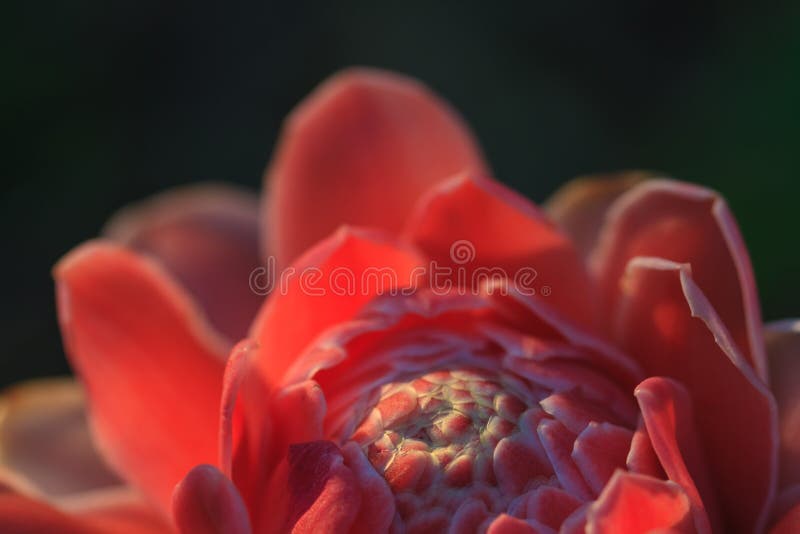 Abstract Flower with Sunray Stock Photo - Image of plant, grow: 76855660