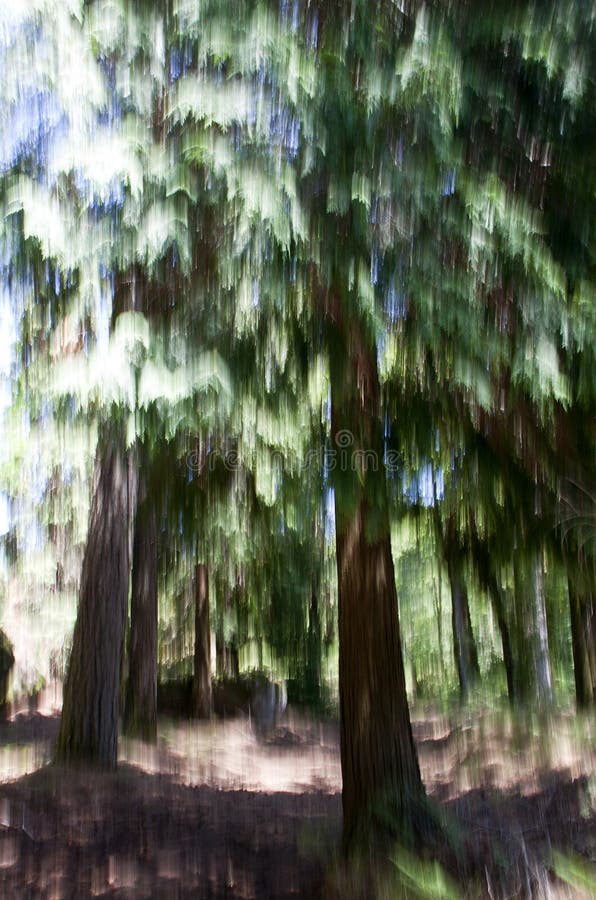 Abstract Forest stock image. Image of clean, fresh, life - 19929537