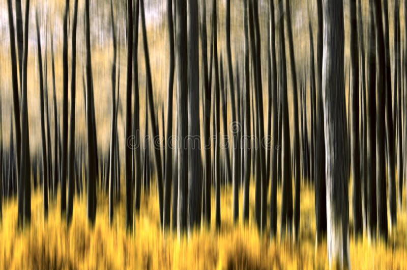 Abstract Forest stock image. Image of abstract, detail - 25264319