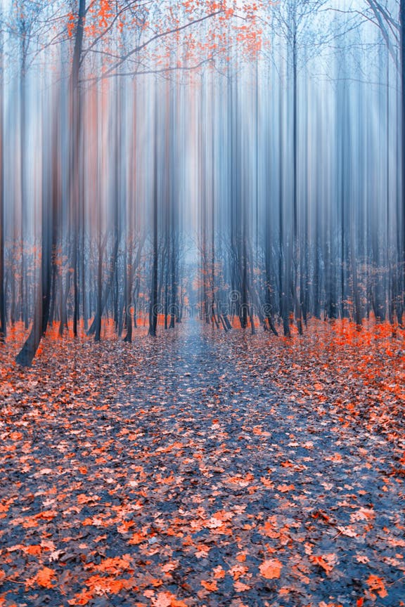 203,608 Autumn Forest Abstract Stock Photos - Free & Royalty-Free Stock ...