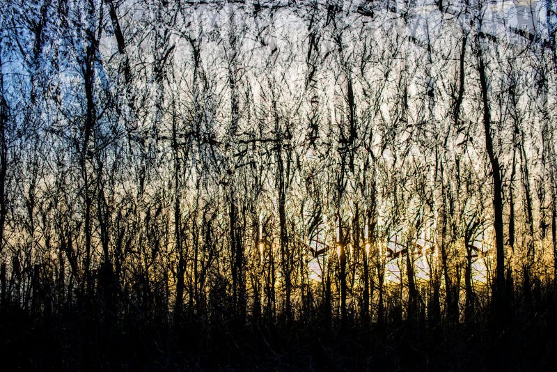 Abstract forest background stock photo. Image of park - 114774504