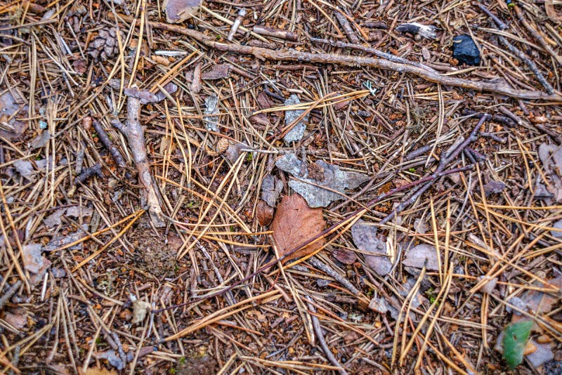 Abstract Forest Bed Texture with Dry Tree Branches Stock Photo - Image ...
