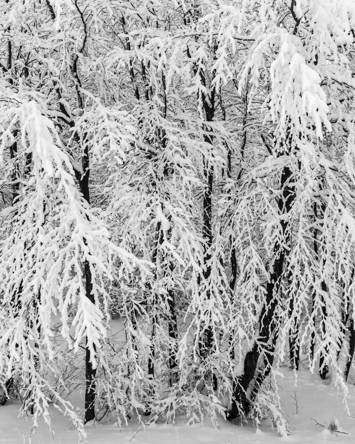 Abstract of a Forest Coverd with Snow during a Winter Stock Photo ...