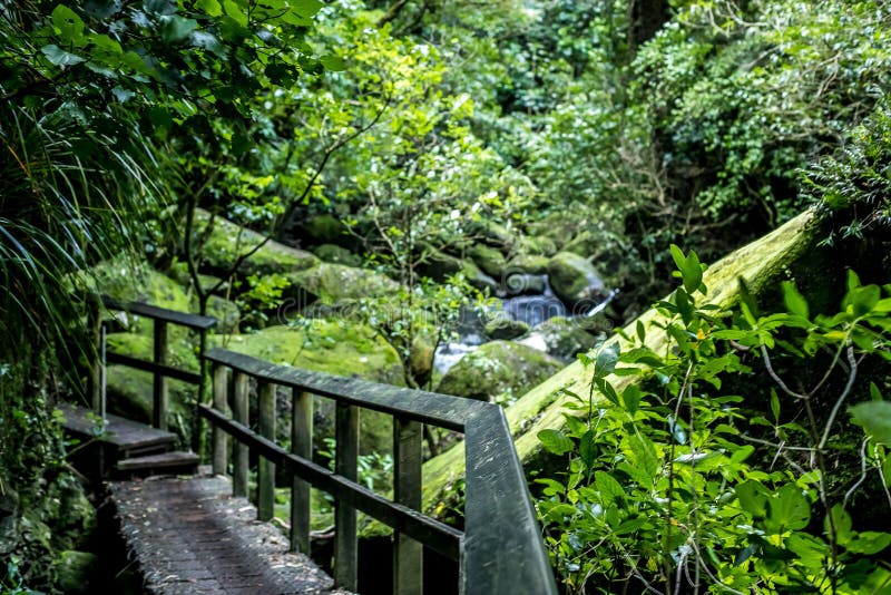 Abstract Forest Landscape with Smll Wooden Path on a Walking Track ...