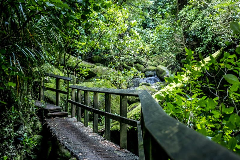 Abstract Forest Landscape with Smll Wooden Path on a Walking Track ...