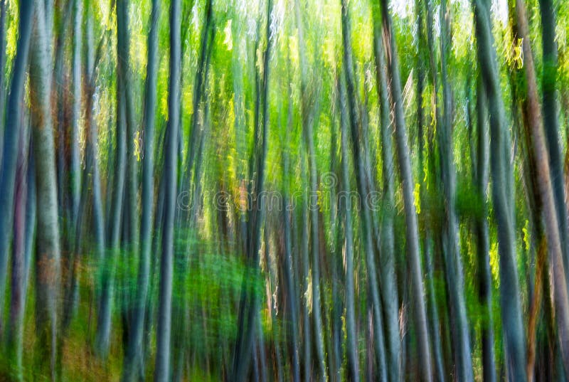 Abstract forest stock photo. Image of spring, green, motion - 43649052