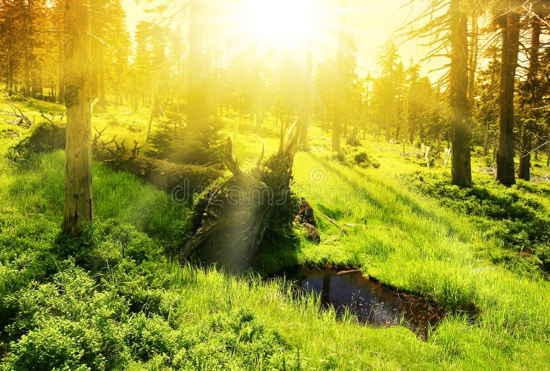 Abstract Forest Scene with Sun Stock Image - Image of pine, forest ...