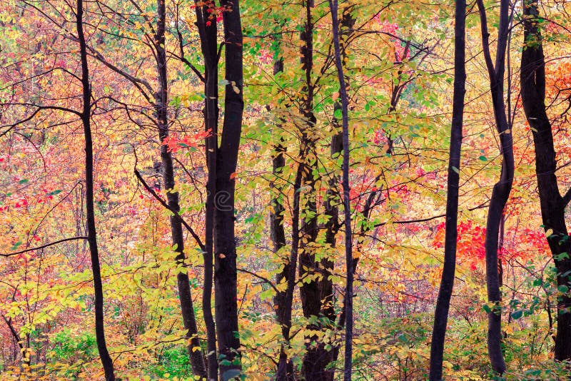 Abstract Forest stock image. Image of nature, people - 85996333