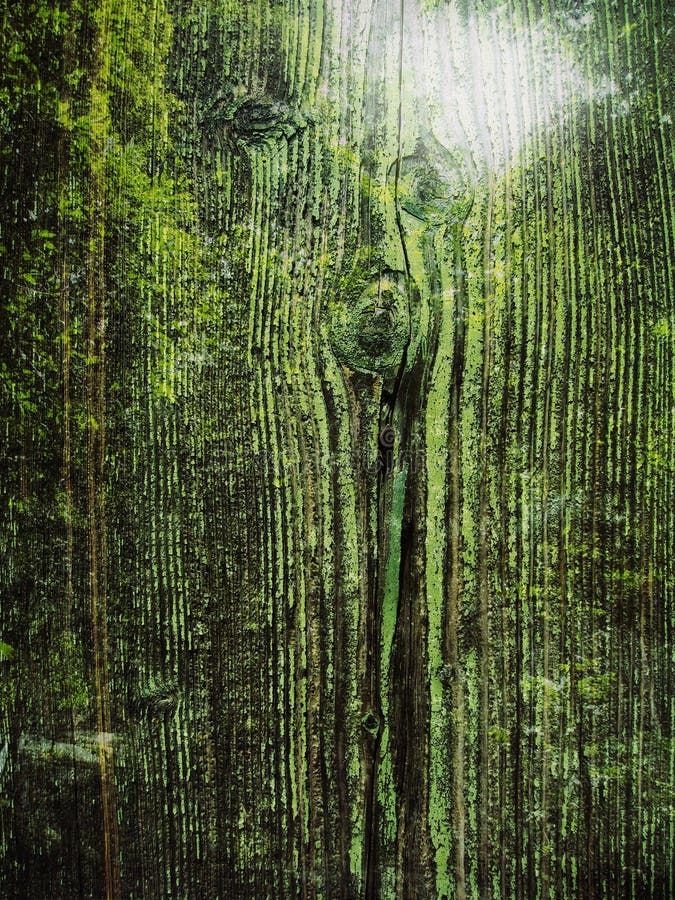 Abstract forest stock photo. Image of water, tropical - 37281696