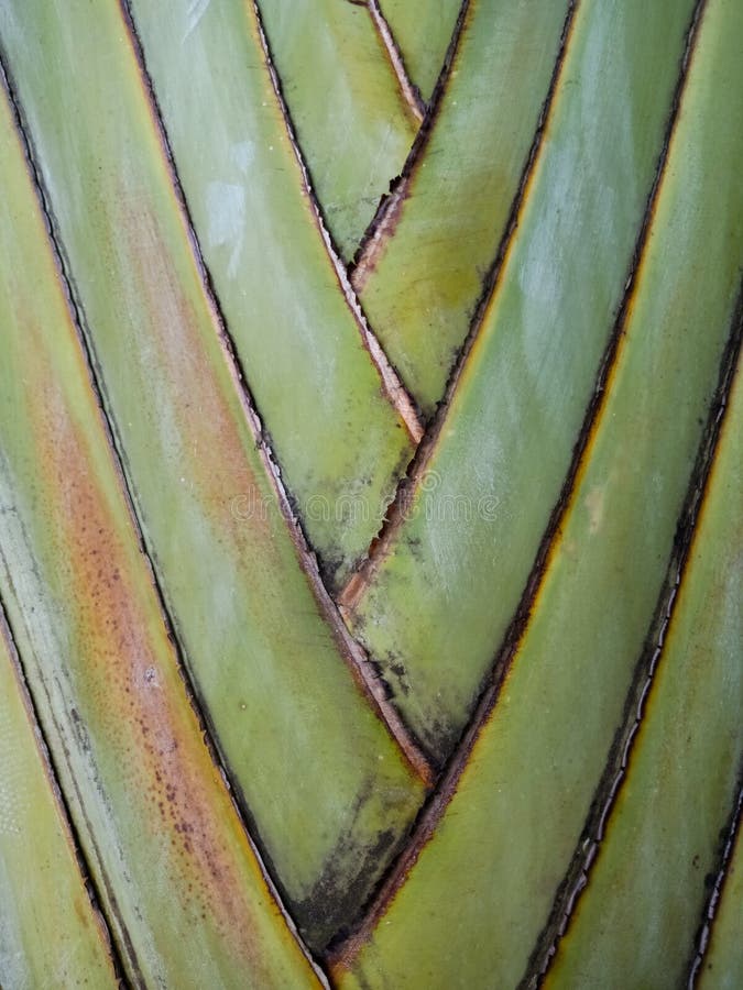 Abstract Form of Palm Stems Stock Image - Image of branch, leaf: 154375491