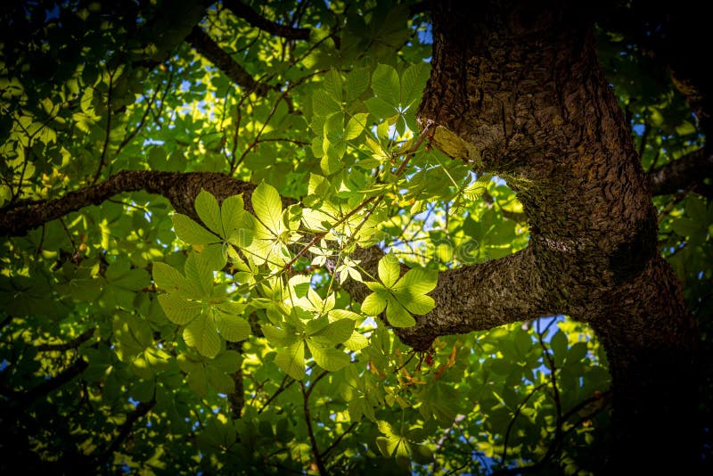 Abstract forms of nature stock photo. Image of landscape - 179365298