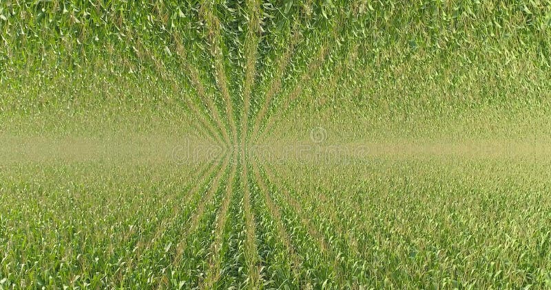 Abstract Frame of Corn Field. Fantastic Frame of a Corn Field Stock ...