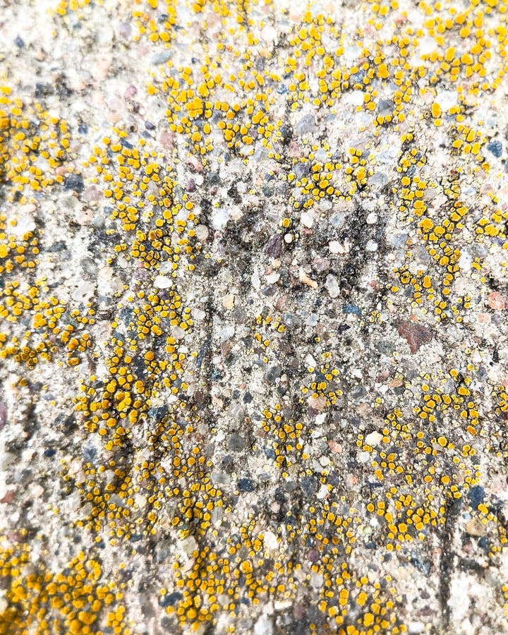 Abstract Full Frame Pattern Backdrop Stock Image - Image of plant ...