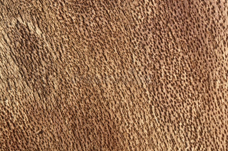Inside bark detail stock image. Image of brown, protection - 30312239