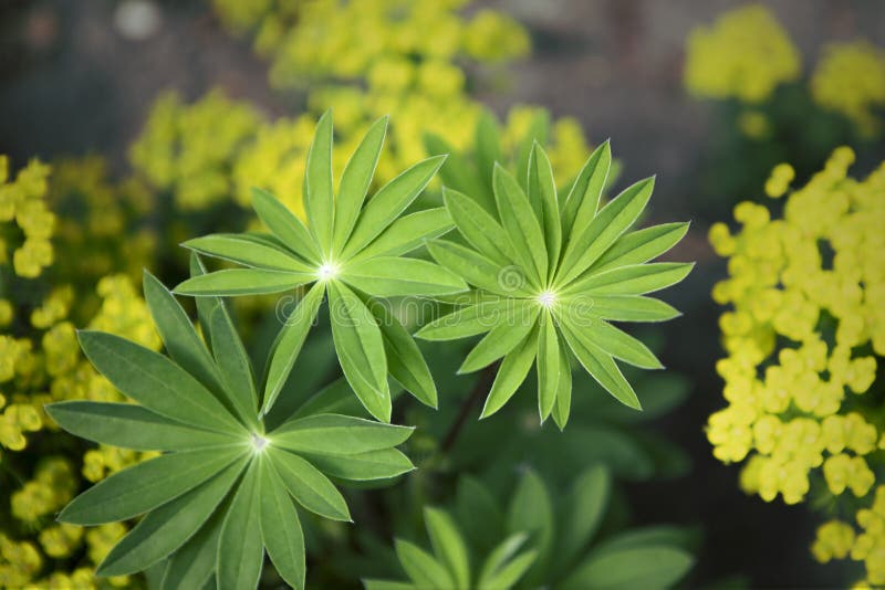Abstract Garden Composition. Lupin Leaves on the Bed Lupinus ...