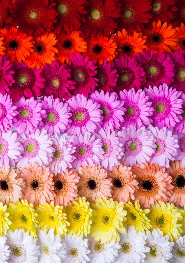 Abstract Gerbera Flower Rainbow Background Stock Photo - Image of ...