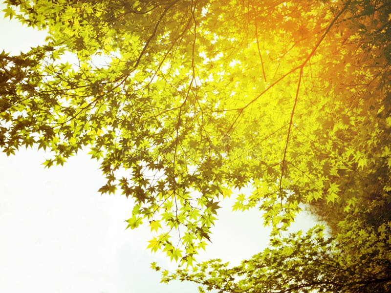 Abstract Gold Autumn Yellow Leave Stock Image - Image of concept, leaf ...