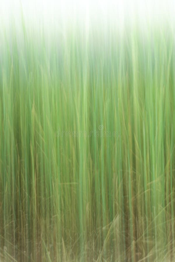Abstract Grain Background stock image. Image of summer - 63320297