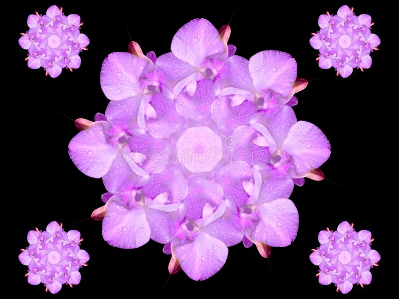 Abstract Graphic Design Orchid Flower Stock Photo - Image of beauty ...
