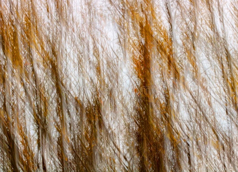 Abstract Fall Colors Autumn Trees Diagonal Lines Motion Stock Photo ...