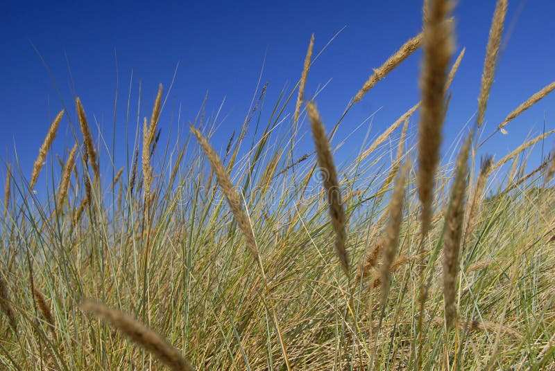 Abstract grass stock photo. Image of blue, setting, pasture - 11721528