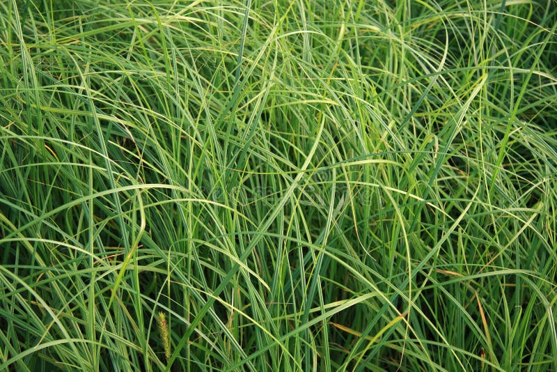 Abstract Grass stock image. Image of bent, colorful, plant - 4126595