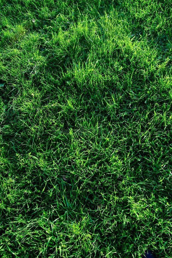 Abstract grass background stock photo. Image of environment - 9702270