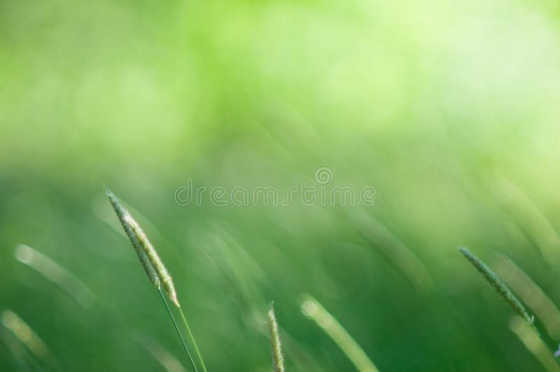 Abstract Grass stock photo. Image of abstract, wind, audubon - 36828824